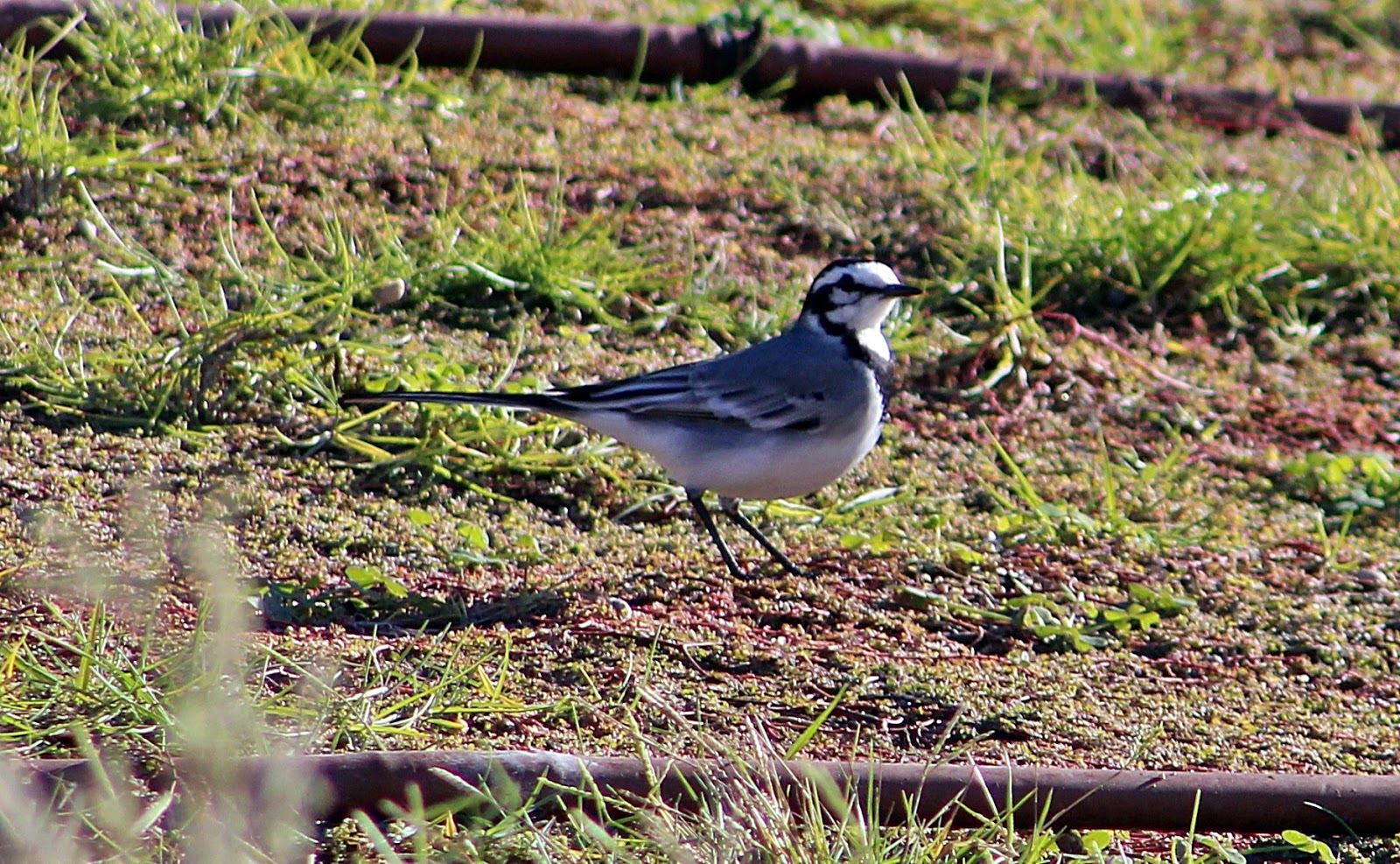 El cabo de las aves.: Emplumado del mes: Lavandera blanca