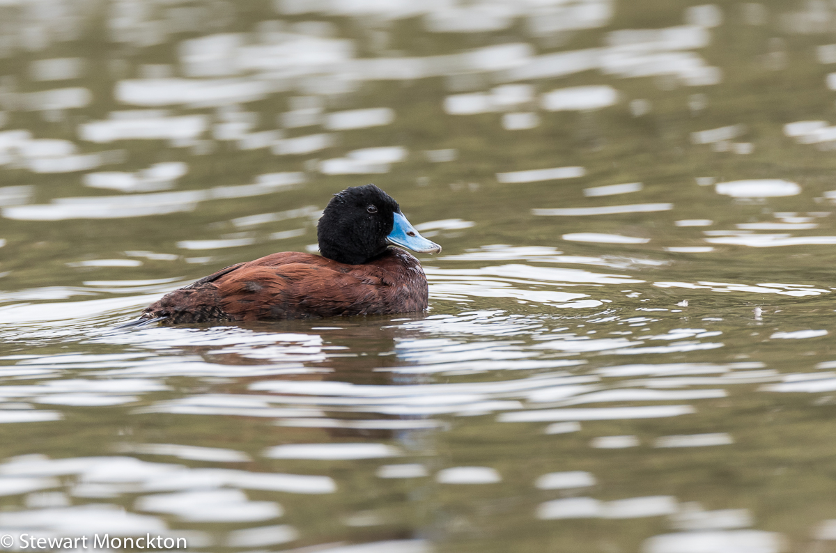 Paying Ready Attention - Photo Gallery: Wild Bird Wednesday 320 - Blue ...