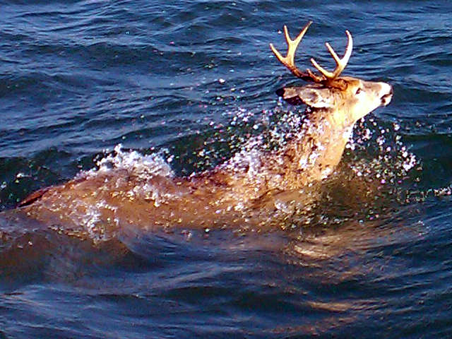Four legged friends (and enemies): Viewer captures photos of deer ...