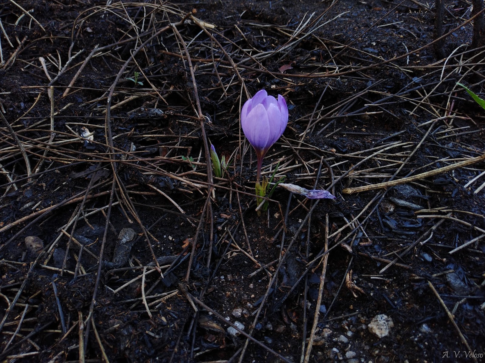El falso azafrán – Crocus nudiflorus