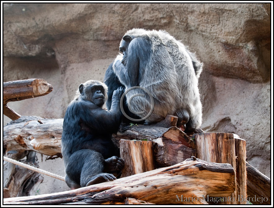 PERDIDO EN EL AMAZONAS: Pan troglodytes (Chimpance comun. Chimpance ...