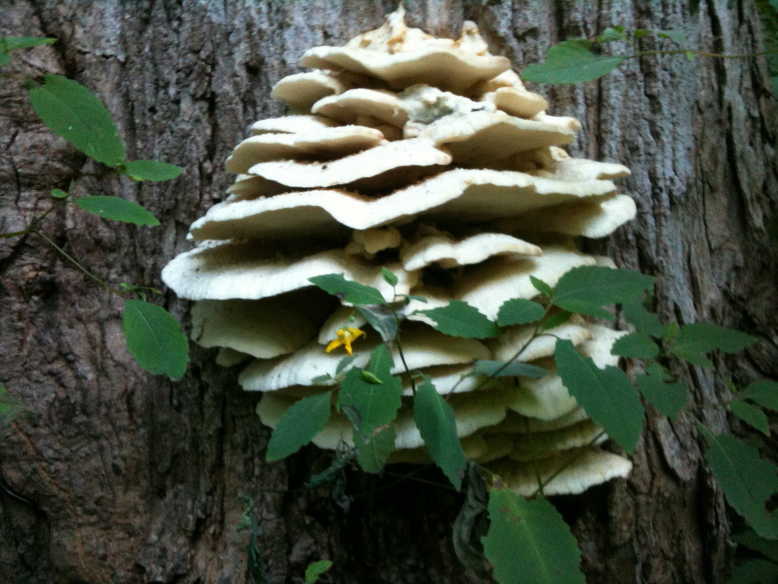 Michelle Josef: Photography-an iphone hobby