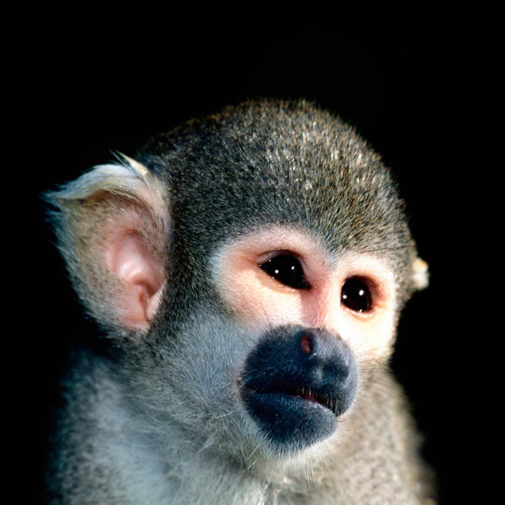 paulbarford heritage the ruth: monkey hd wallpapers