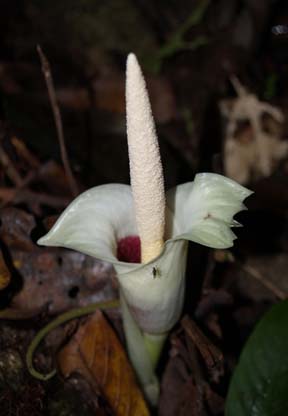 Hamparan Seni: Bunga Bangkai Amorphophallus
