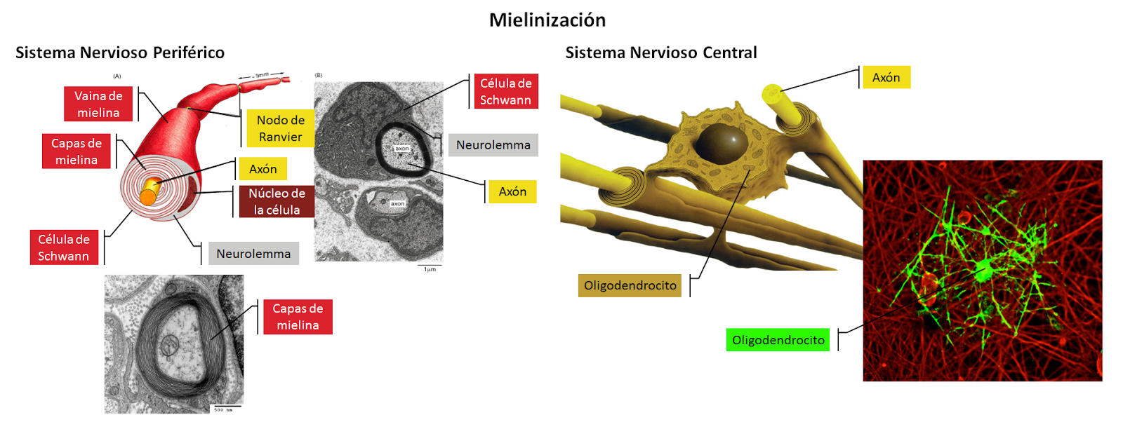 B.log.ia 2.0: Sistema Nervioso I: aspectos generales