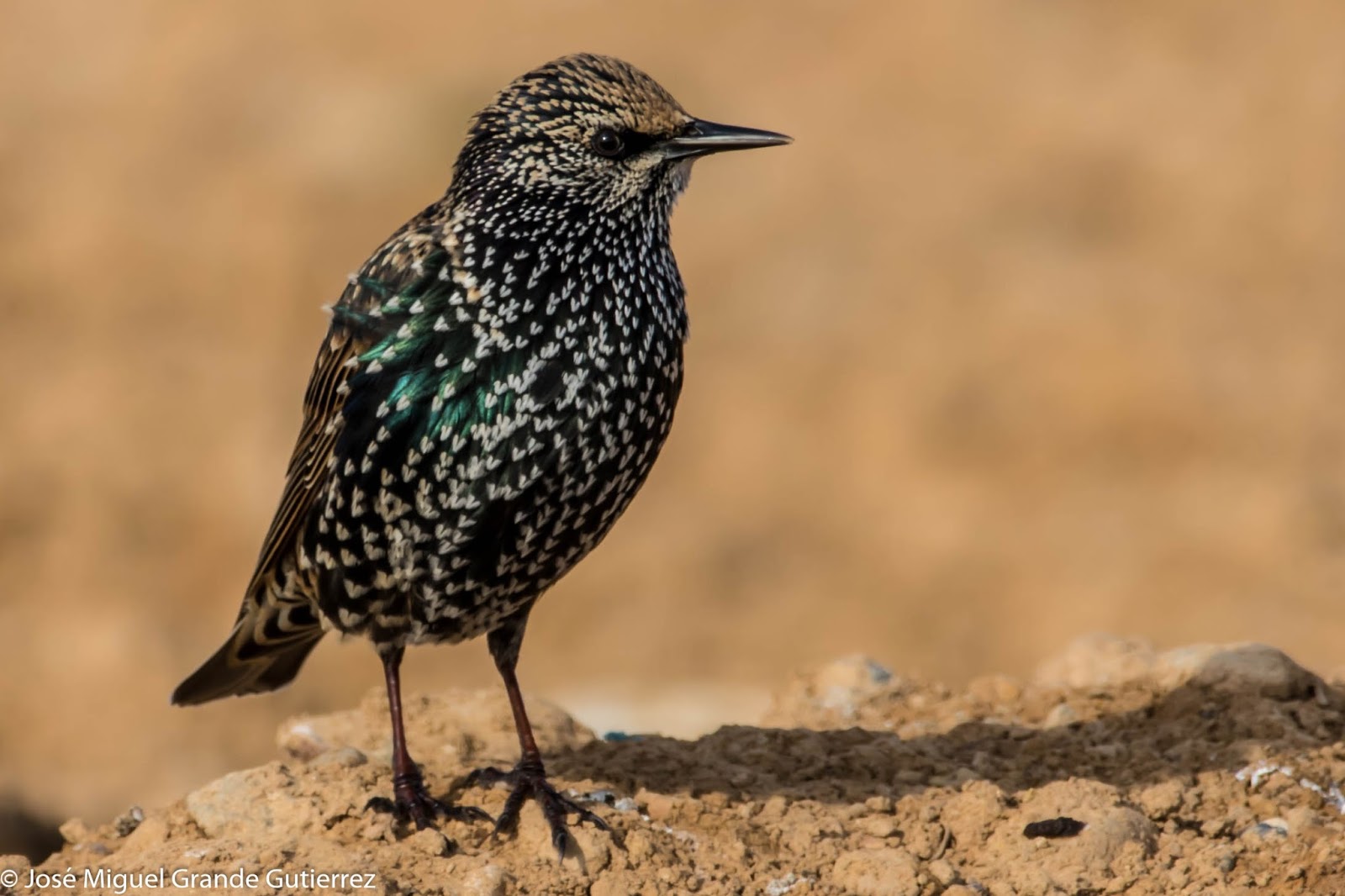 AVES DEL CIELO - BIRDS OF HEAVEN: Estornino pinto (Sturnus vulgaris ...