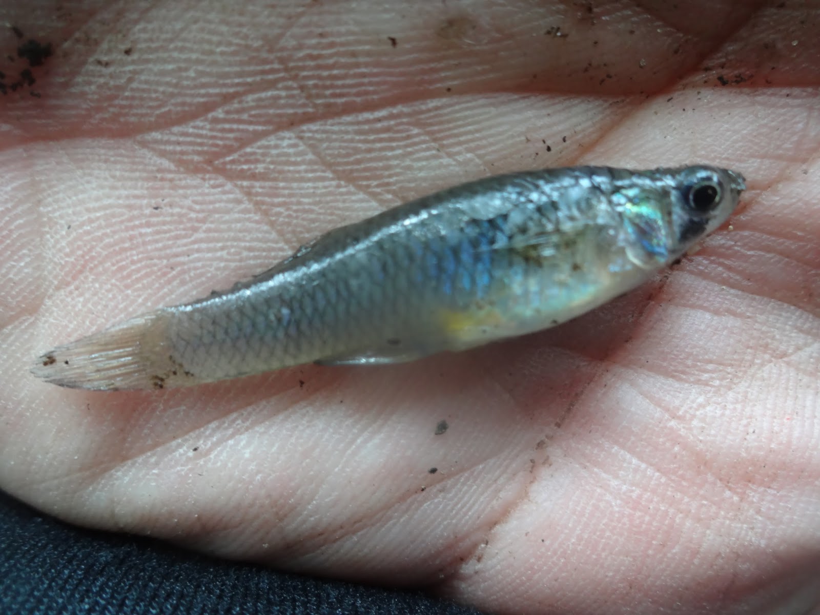 Extreme Philly Fishing: September Fishing Sessions (Last Update: COMPLETE)