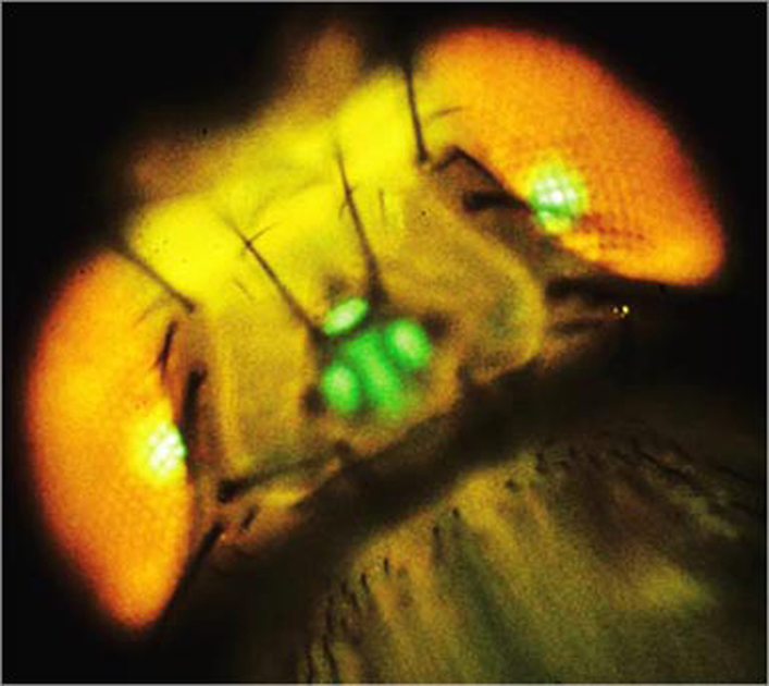 Méduses: GFP