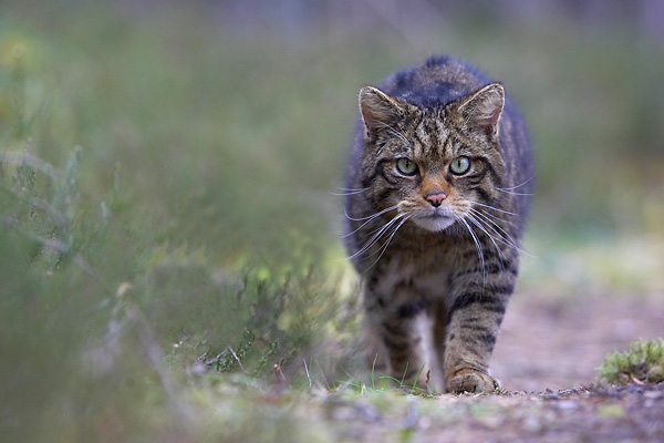 European Wildcat Amazing Facts & Photographs | The Wildlife