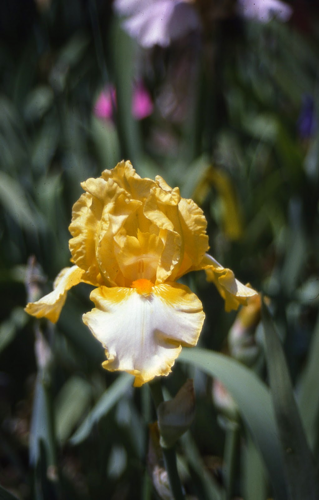 World of Irises: A Long, Long Iris Trail a-Winding