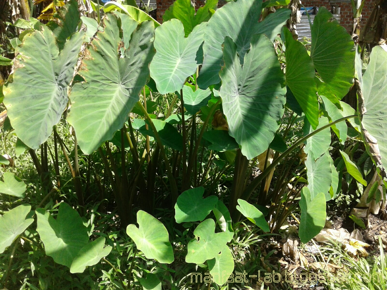 Manfaat tanaman talas (tales) - Manfaat-Lab