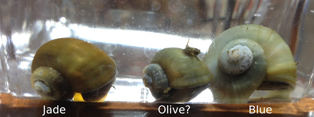 Swamp Rat Tracks: Mystery Snail Colors