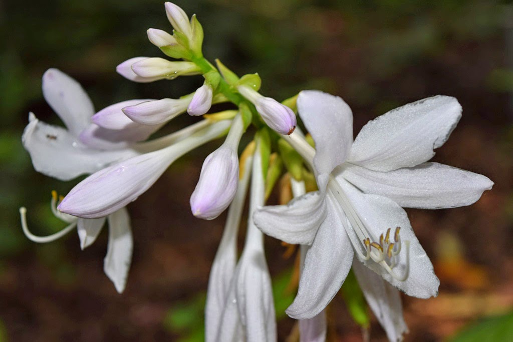 MARIETTE'S BACK TO BASICS: {Our Fragrant Hosta Flowers}