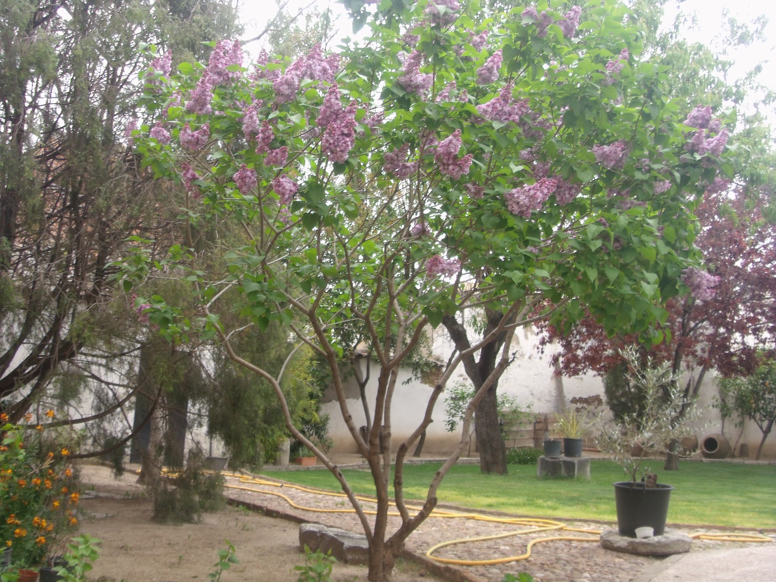 Plantas Daniel ManoVerde: Syringa vulgaris (Lilo)