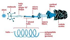 All About Healthy Hair: Understanding what hair is composed of....