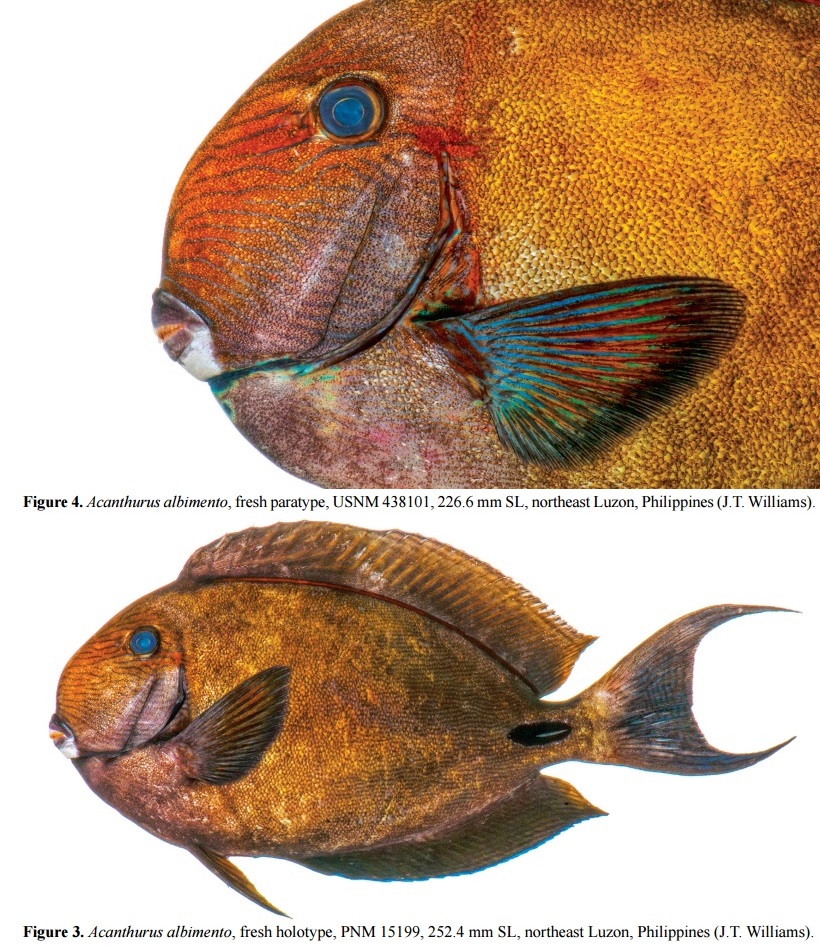 Species New to Science: [Ichthyology • 2017] Acanthurus albimento • A ...