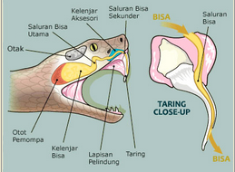 Kawanua Reptile Shop: Fakta tentang Ular