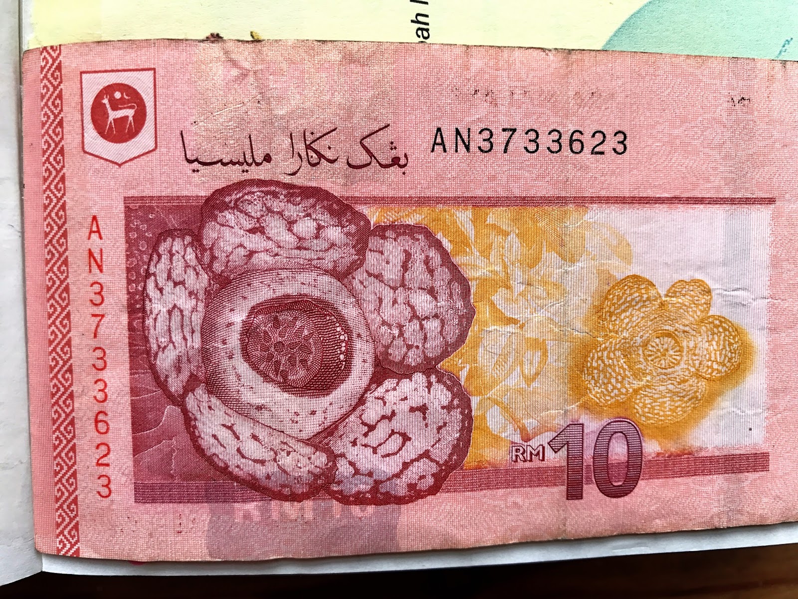 Pamiętniczek z Podróży: Raflezja - największy kwiat świata