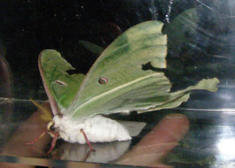 #1 Planet: Nocturnal moths as pollinators -- and effects of light pollution