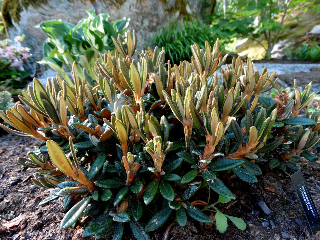 Hagtorpet: Rhododendron - indumentum och tomentum