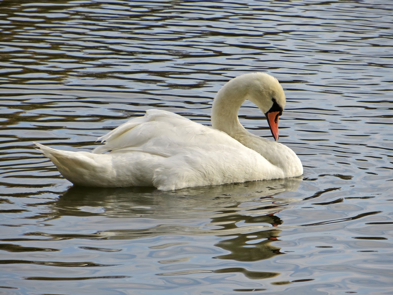 sconzani: British birds: A swan with two necks?