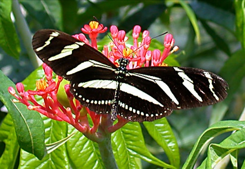 Gambar Kupu Kupu Yang Cantik dan Indah | Kumpulan Gambar