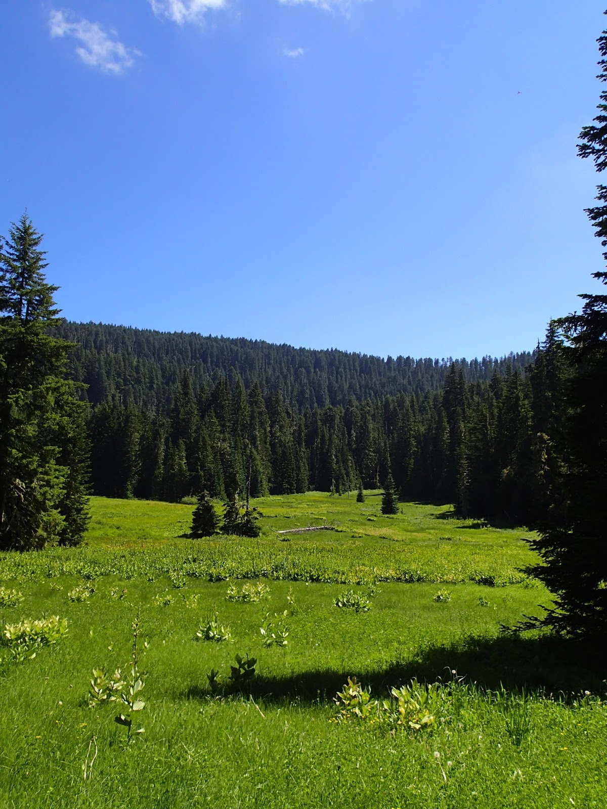 Casing Oregon: Wildflower Hikes: Gordon Meadows
