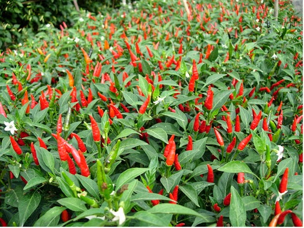 Panduan Cara Menanam Cabe Dengan Hasil Melimpah | -Petani TOP-