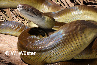 Ular Asli Indonesia: Pythonidae