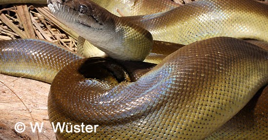 Ular Asli Indonesia: Pythonidae