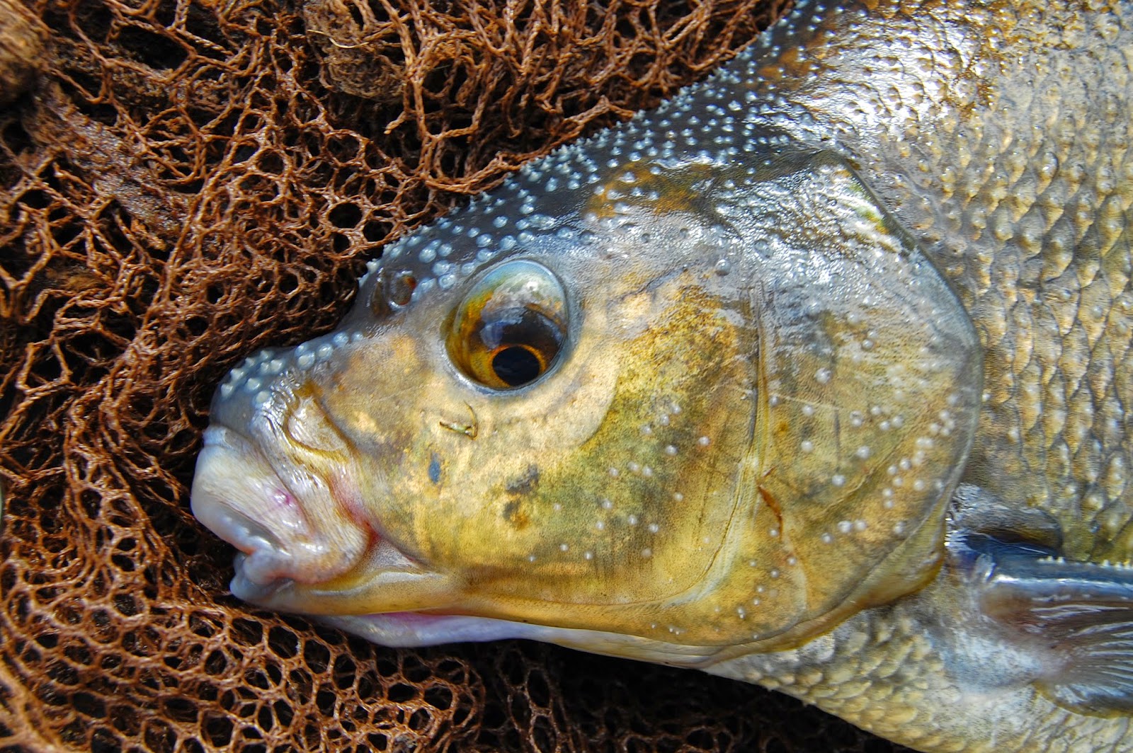 Bureboyblog: Spawny get