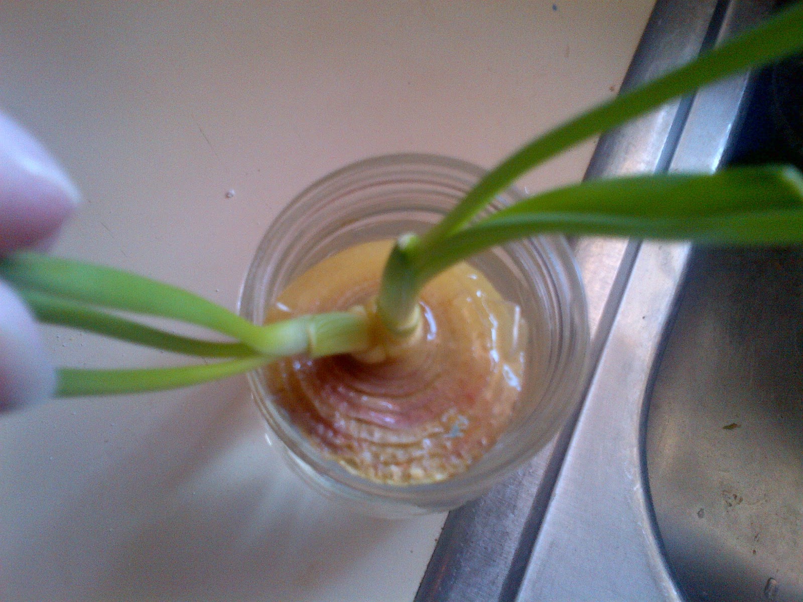 Life as a Homeschool Mom: The Onion Experiment part 2