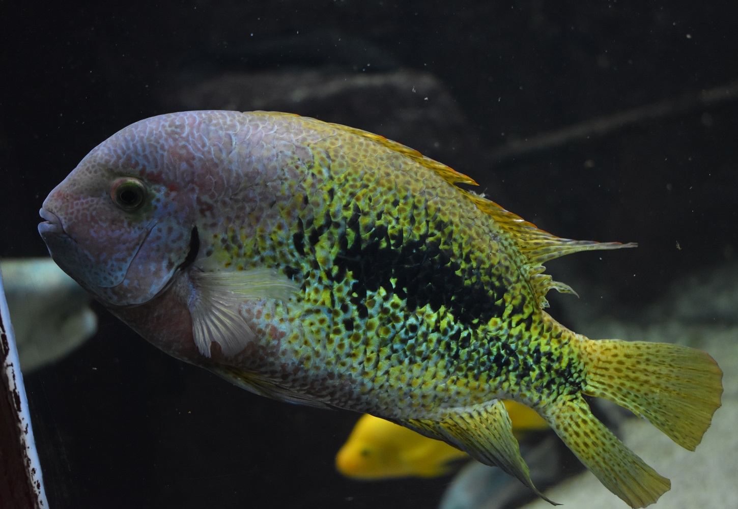 ZOOTOGRAFIANDO (6.100 ANIMALS): MOJARRA COLORADA (Vieja bifasciata)