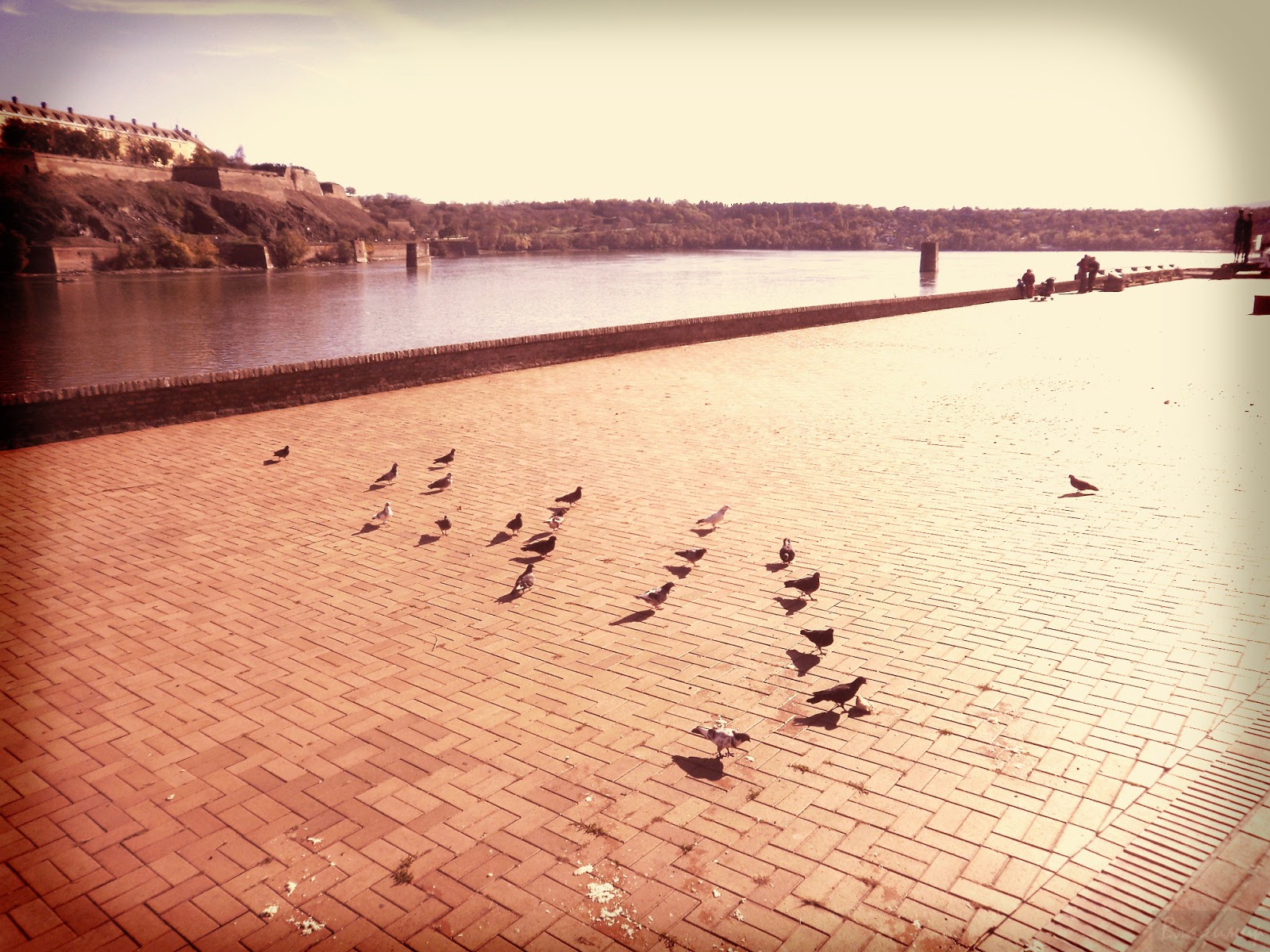 novi sad fotografije