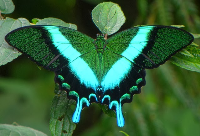 Svijet oko nas: Indonezijski leptir zeleni lastin rep (Papilio blumei)