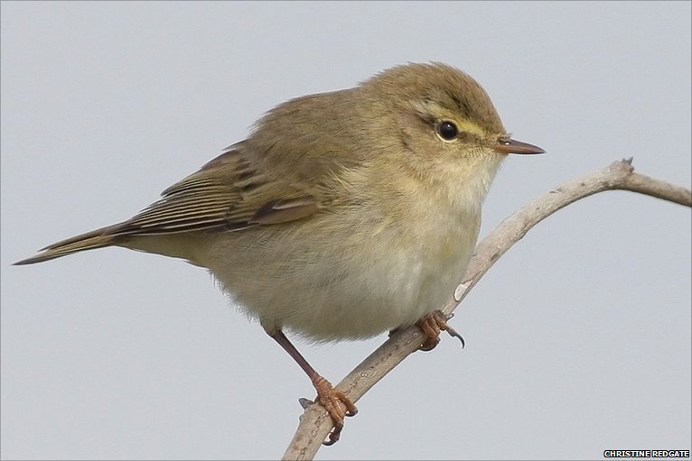 Birds and Their Habitats: Birds in Focus - Willow Warbler and Chiffchaff