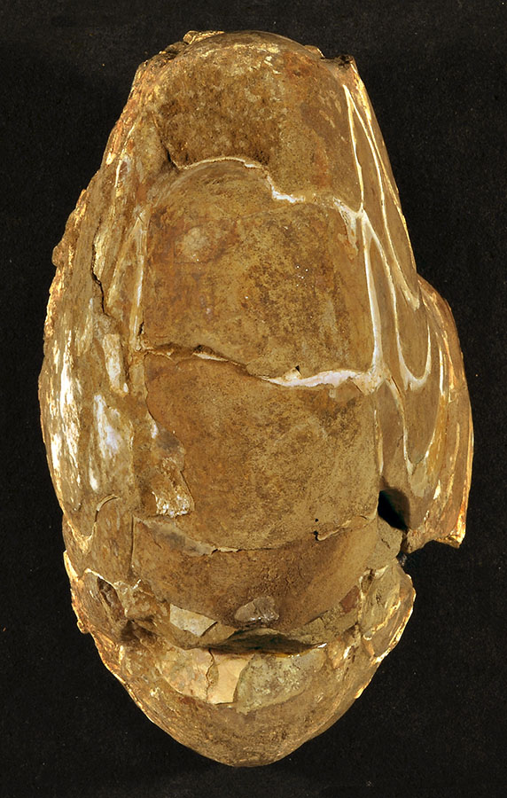 PALEO & GEO TOPICS: Comments by R. L. Squires: A 50-million year old ...