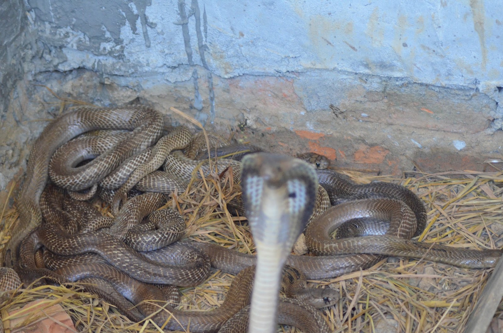 Chop poisonous snake - Barun Snake Firm