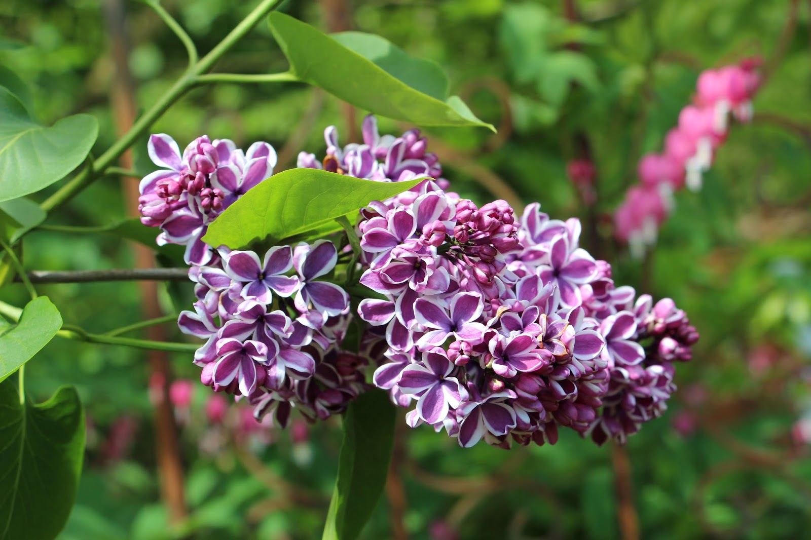 Fishtail Cottage Garden in May