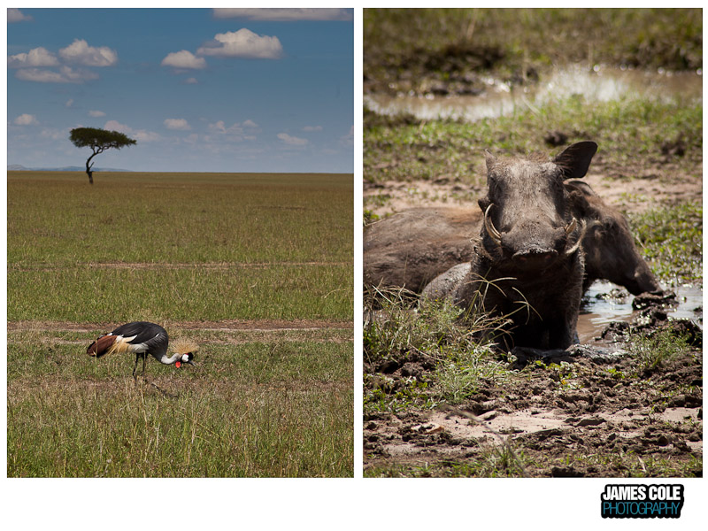 James Cole Photography