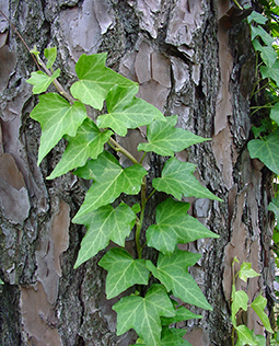 Stai Sereno: SIGNIFICATO E SIMBOLOGIA DELL'EDERA