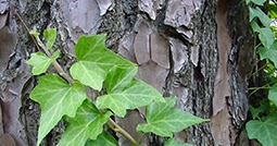 Stai Sereno: SIGNIFICATO E SIMBOLOGIA DELL'EDERA