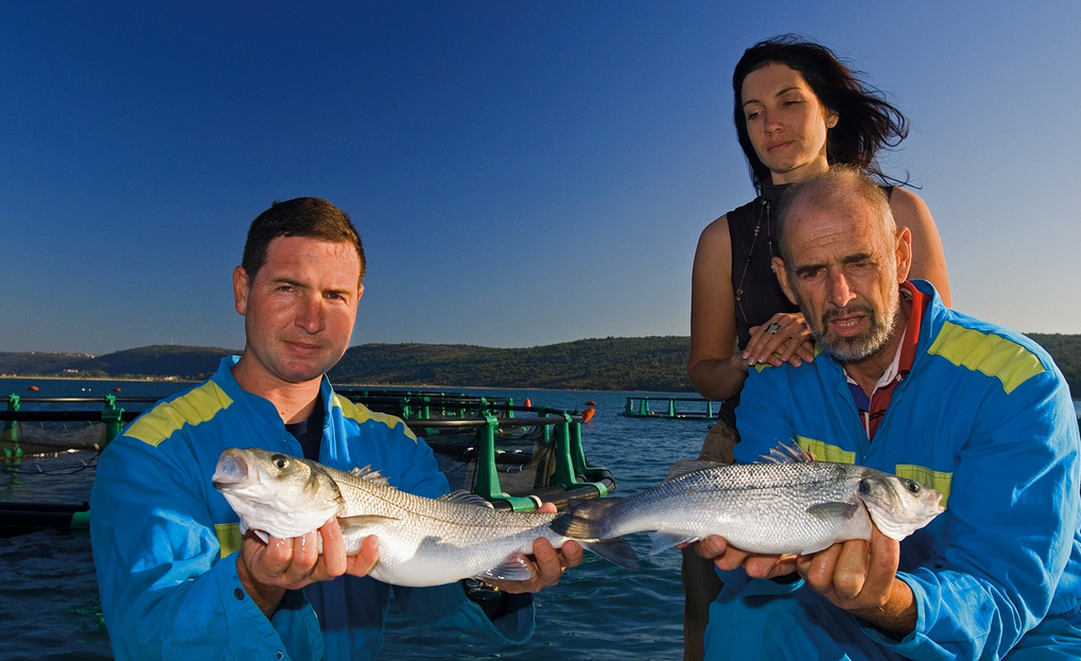 Lebanese Aquaculture: Sea bass Fish Farm on the Adriatic coastline.