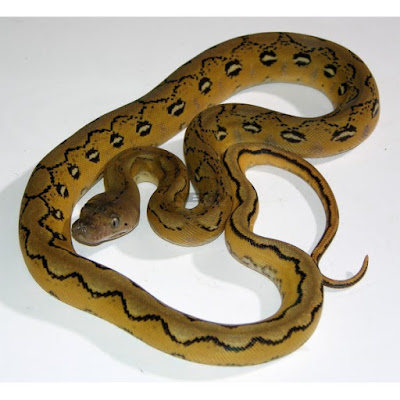 Cara berternak ular Python (Sanca) ~ Perawatan Hewan Peliharaan