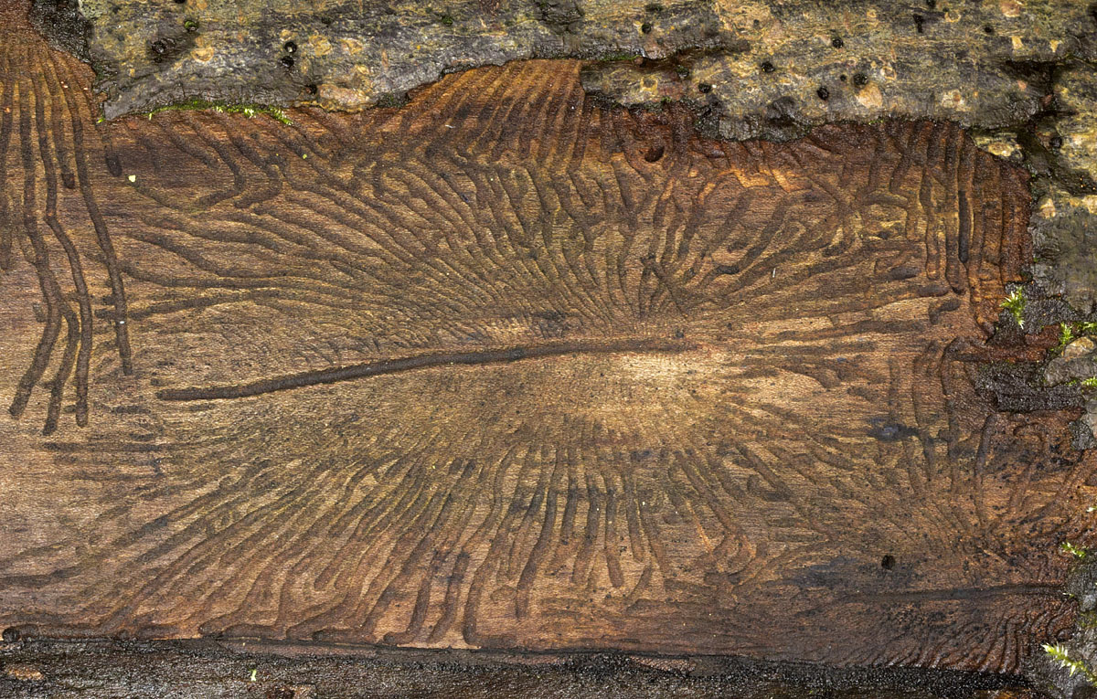 Bark Beetle Galleries | Naturally
