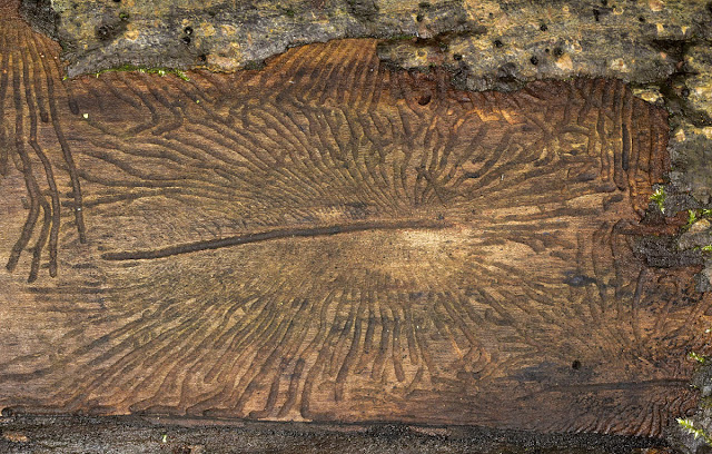 Bark Beetle Galleries | Naturally