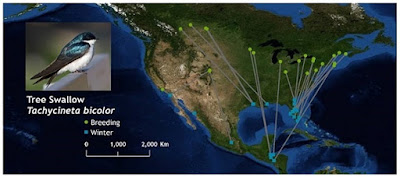 The City Birder: Treehugger Tuesday