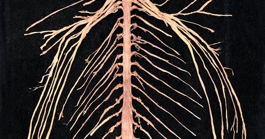 neuropathology blog: Best Post of June 2017: Additional photograph of ...