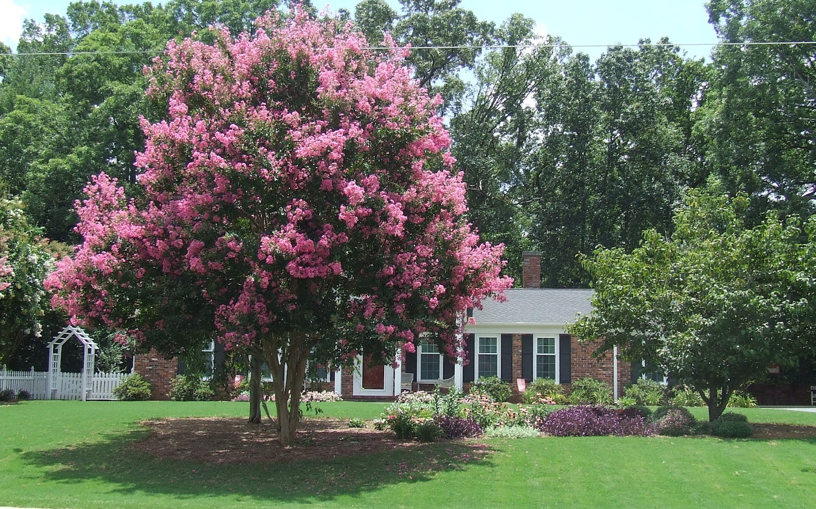 My Blue Cottage: Pink Crepe Myrtles