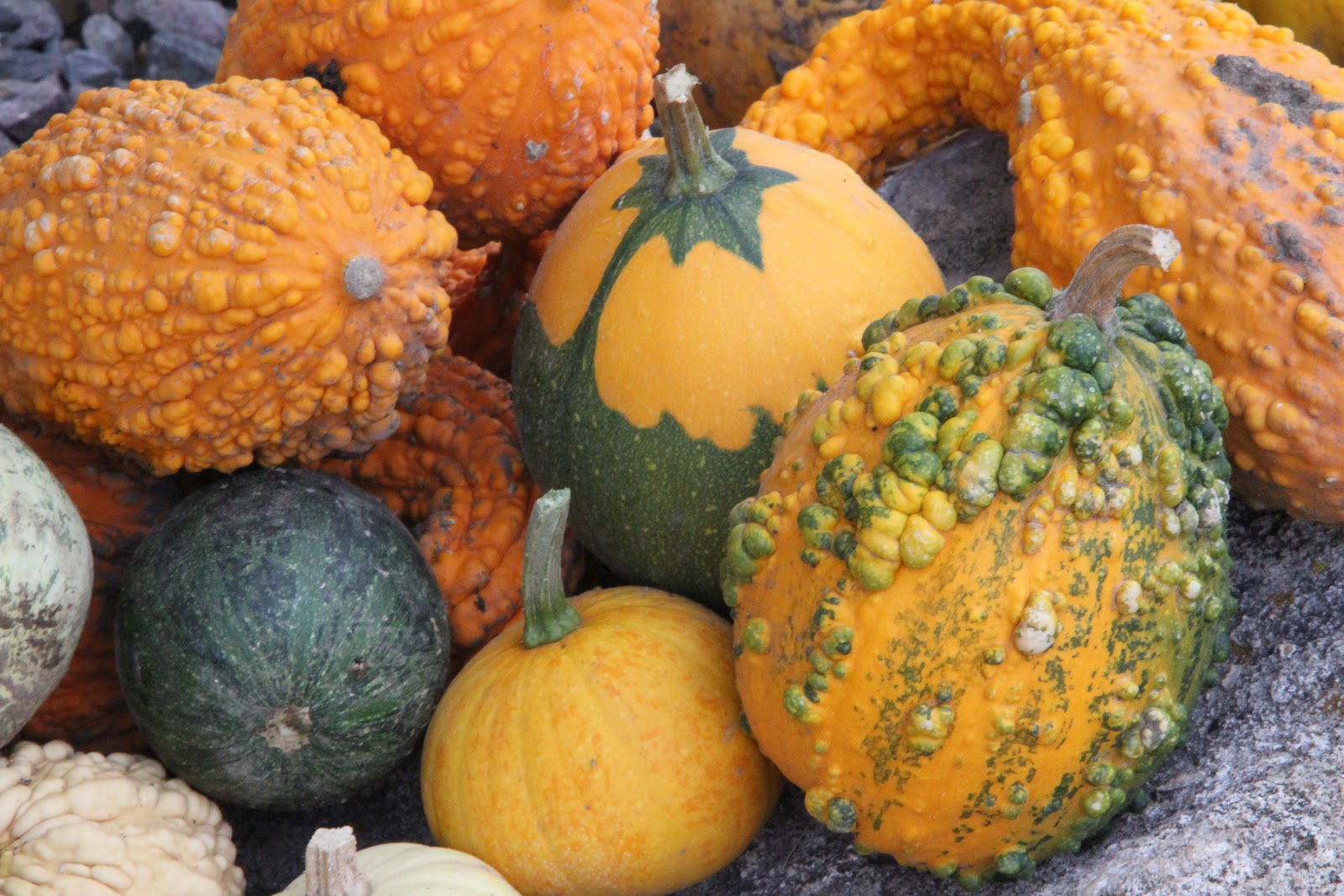 Enjoy the Ride: Gorkin Harvest 2012